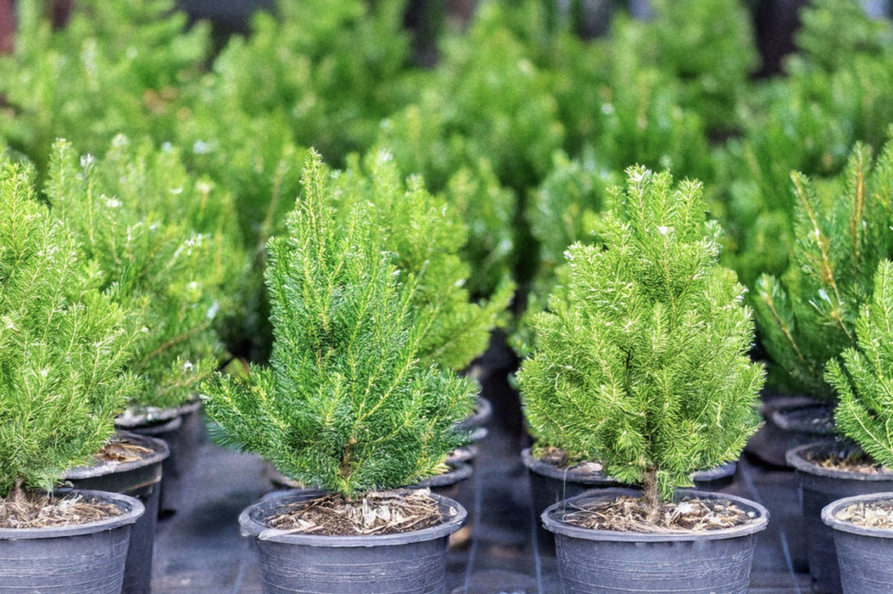 City of Fort Collins to Offer Low-Cost Trees to Residents - NOCOStyle.com